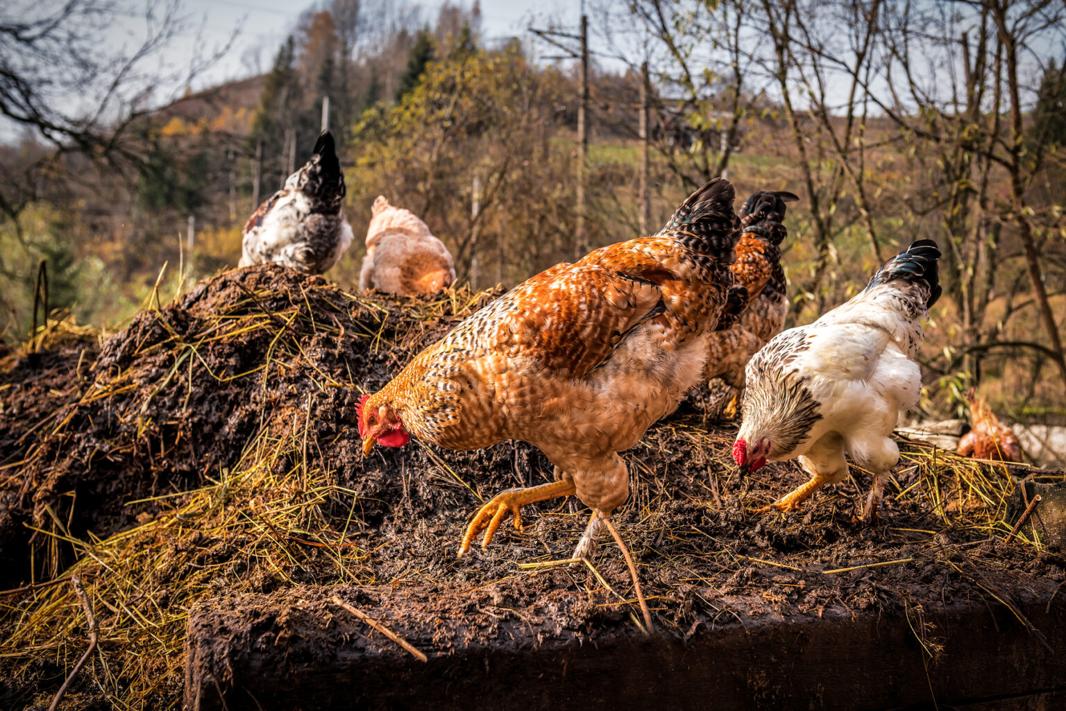 Chicken Poop Fertilizer for the Garden - Backyard Poultry